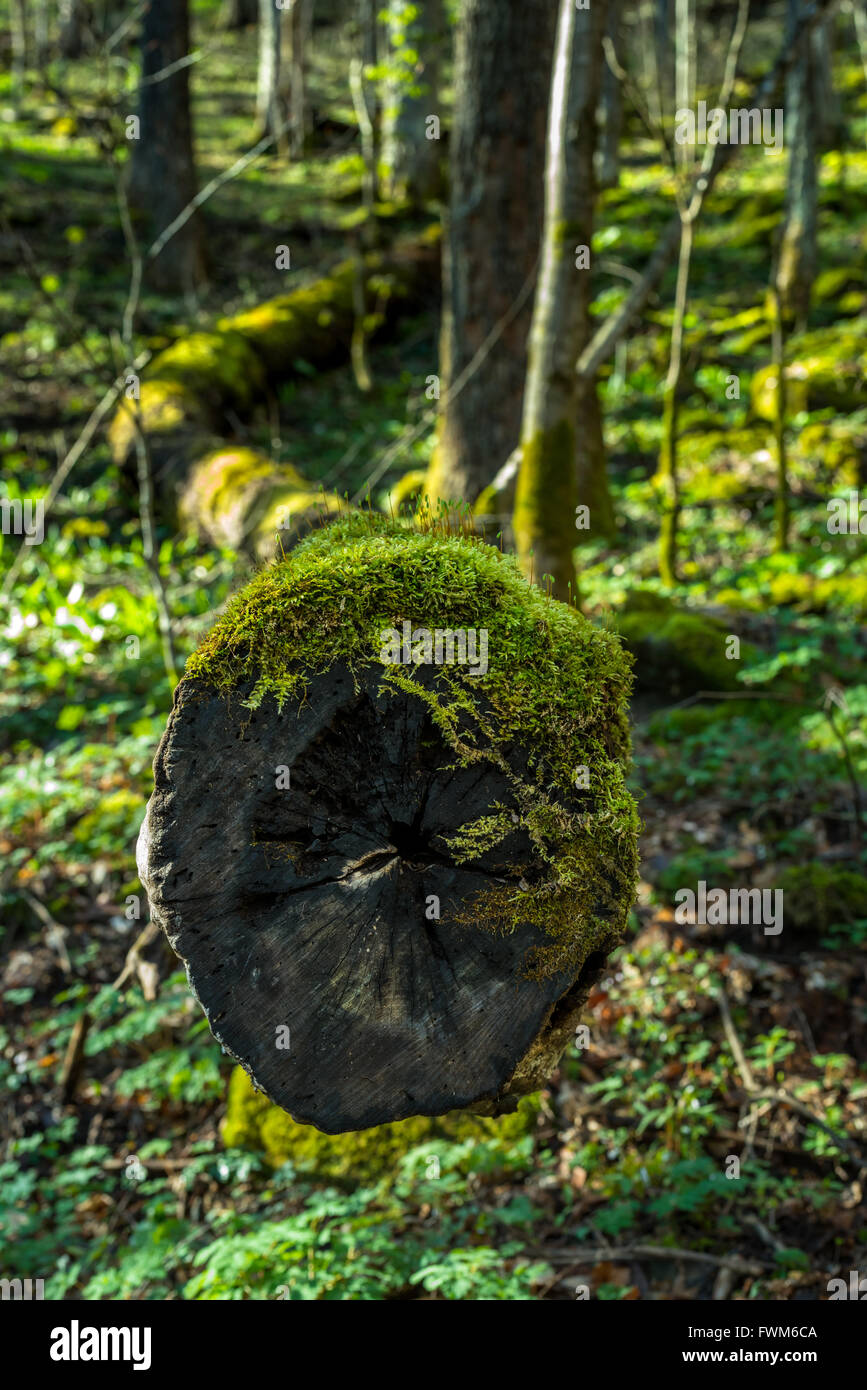 End of Fallen Tree in the Woods covered with lush green moss Stock ...