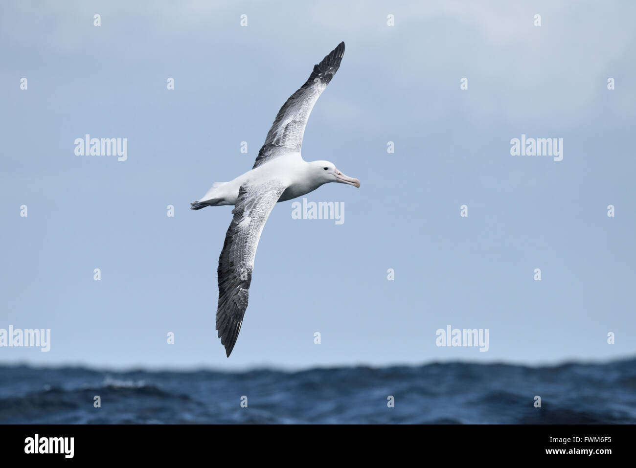 Southern Royal Albatross - Diomedea epomophora Stock Photo - Alamy