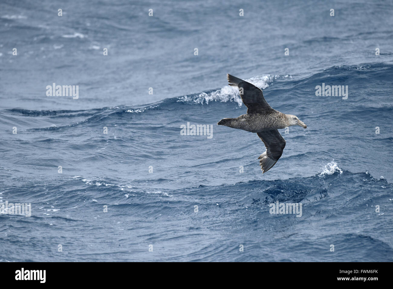 Northern Giant Petrel - Macronectes halli Stock Photo - Alamy
