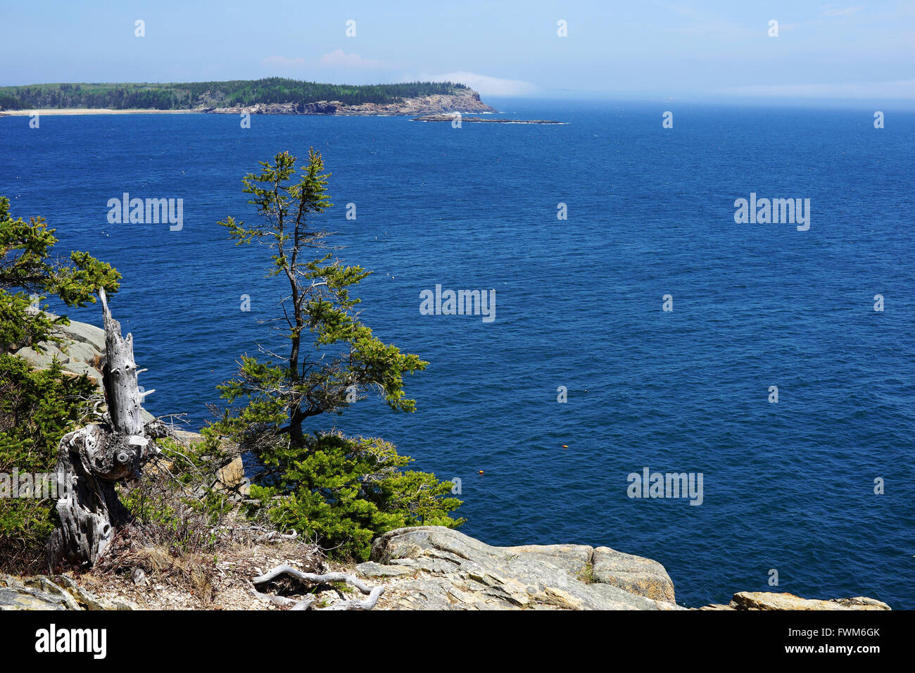 Fir tree on the stony shore overlooking blue water and remote wooded ...