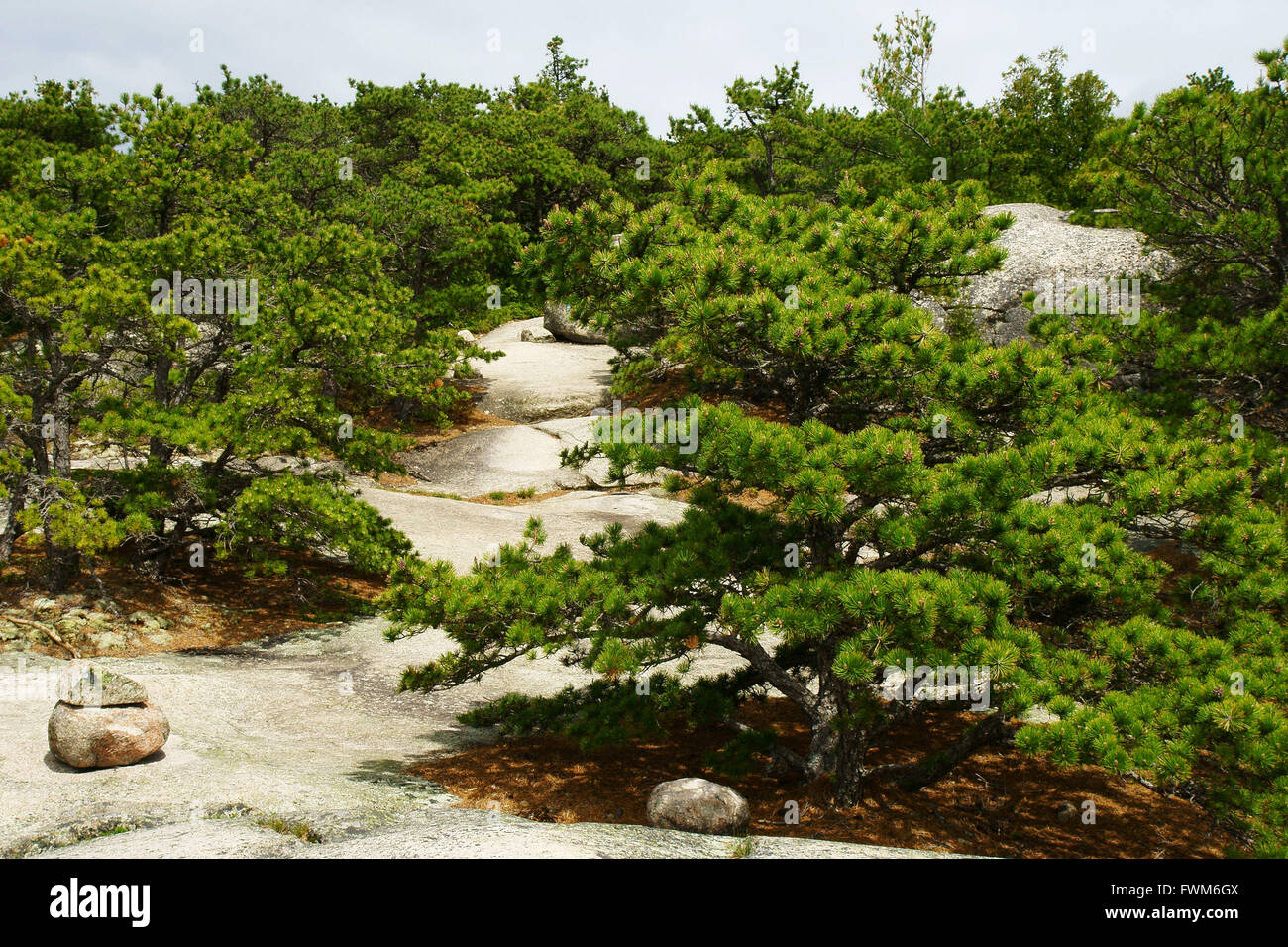 Low pine trees growing over the huge lightly covered boulders Stock ...