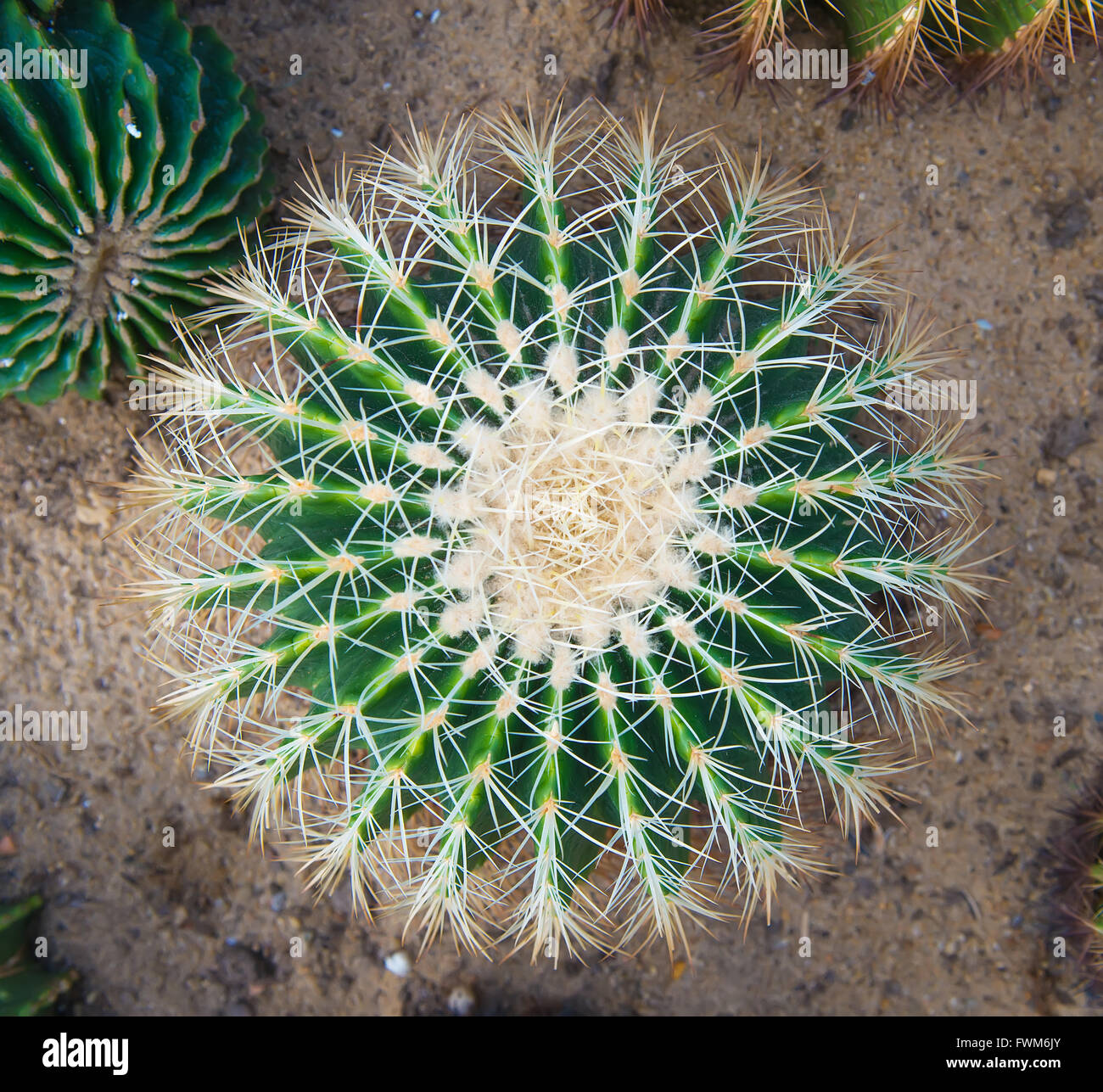 cactus close up Stock Photo - Alamy