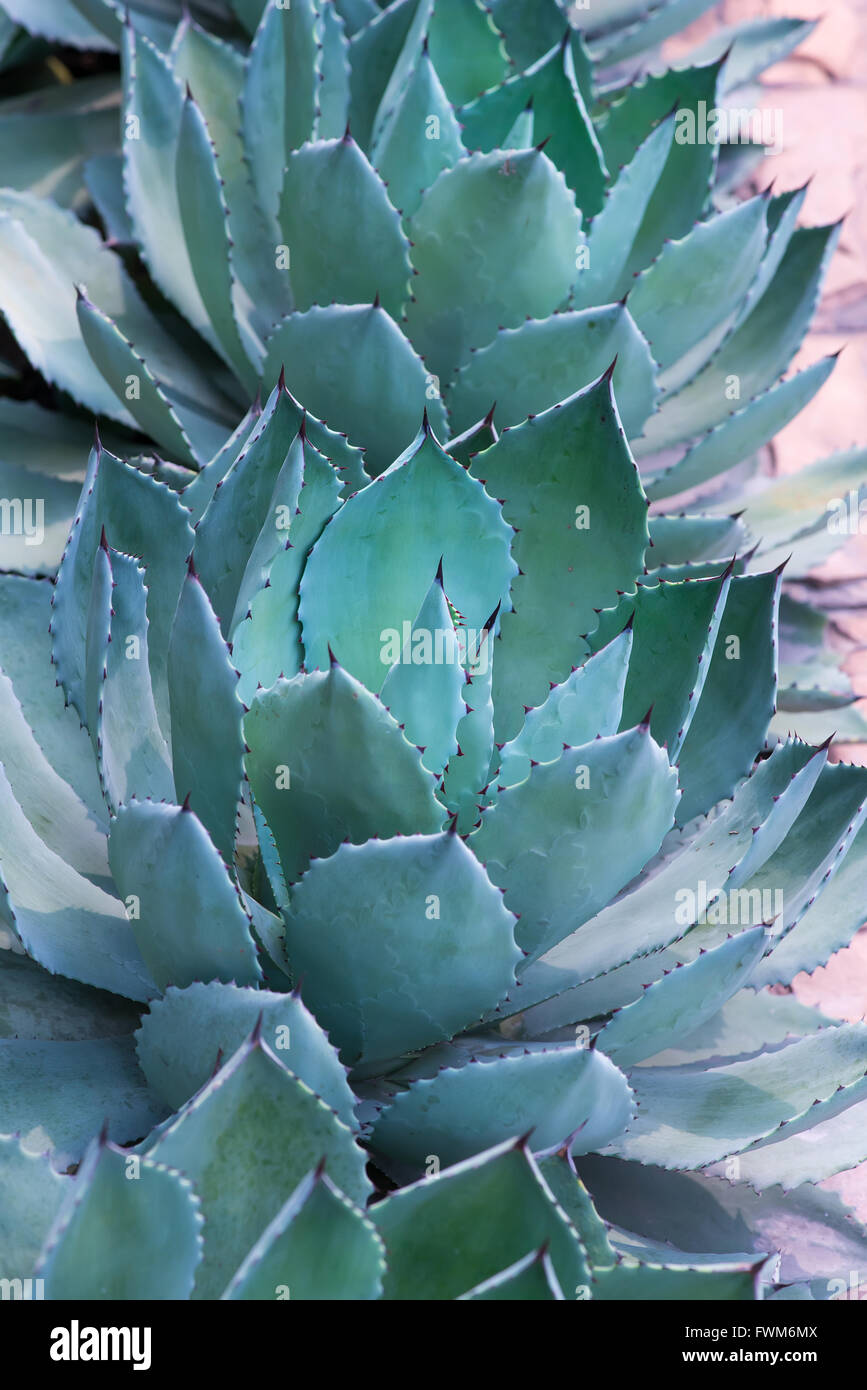 Sharp pointed agave plant leaves Stock Photo - Alamy