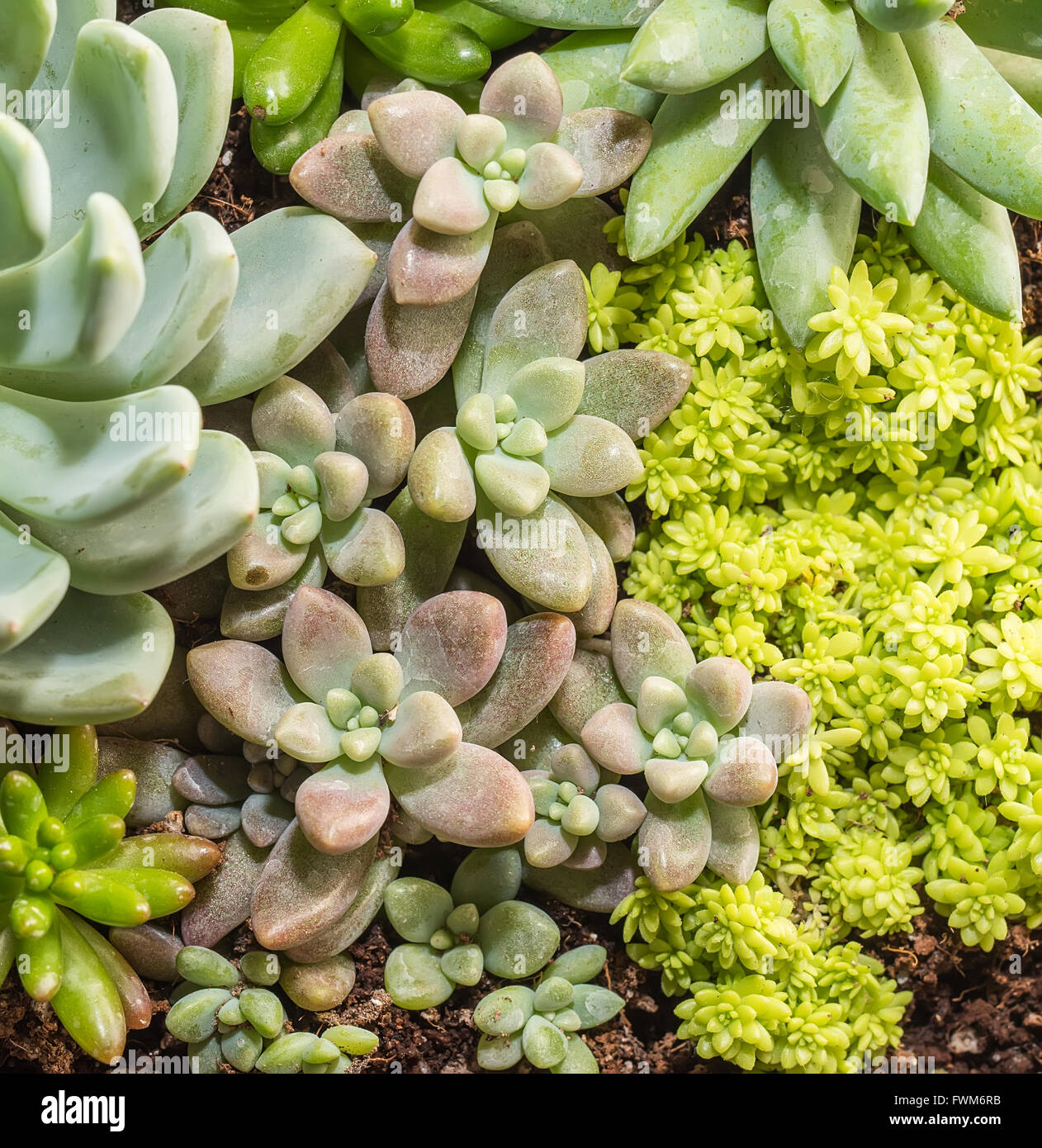 Miniature succulent plants Stock Photo - Alamy