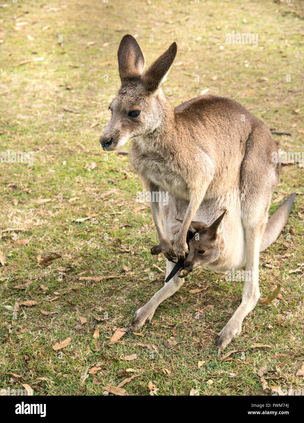 Cute kangaroo in zoo close hi-res stock photography and images - Alamy