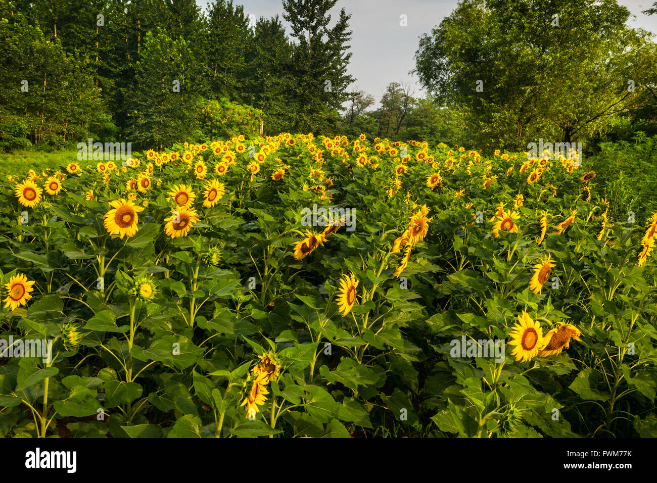 Australian Sunflower Garden Stock Photo - Alamy