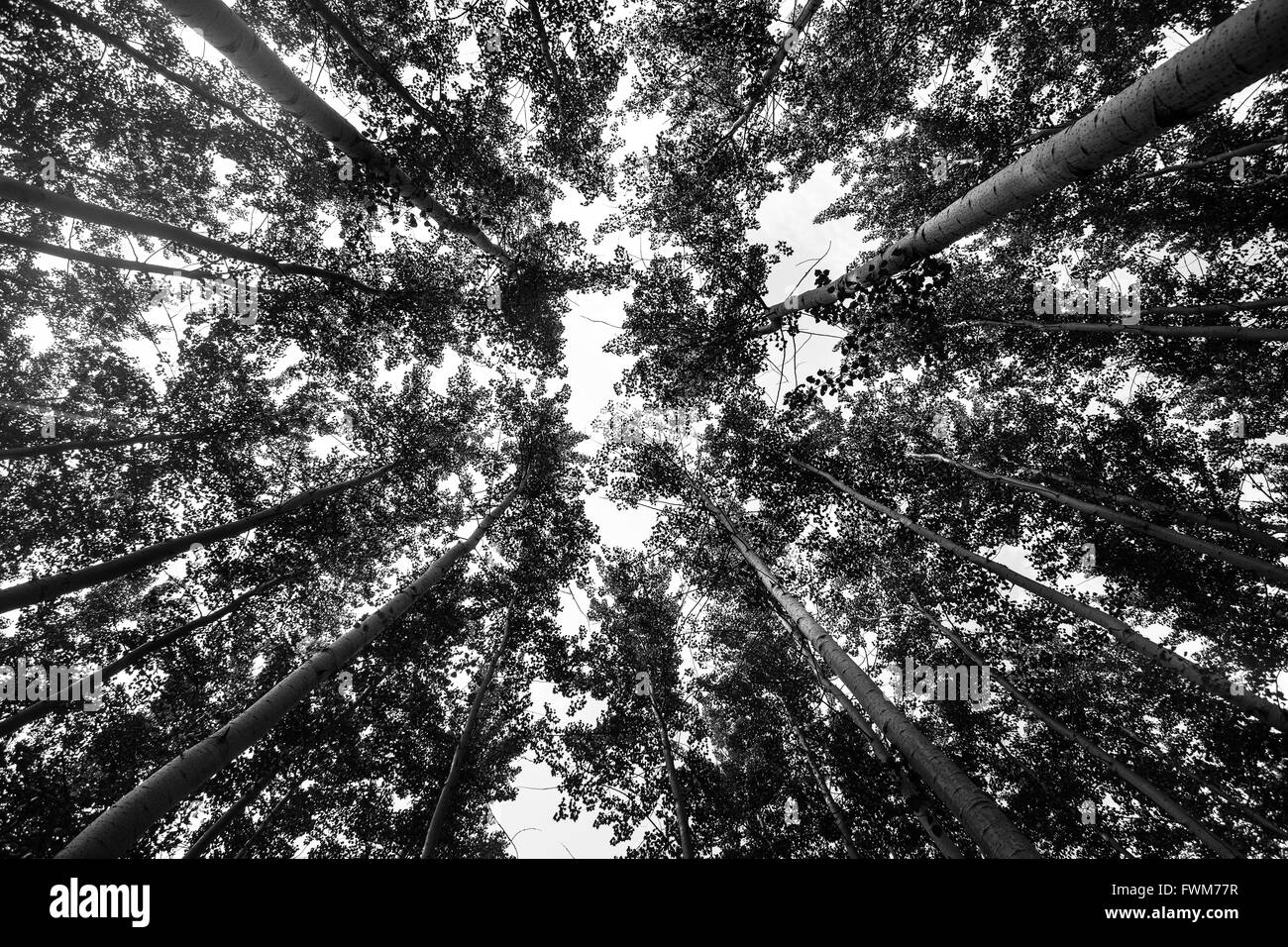 Plant in garden australia Black and White Stock Photos & Images - Alamy