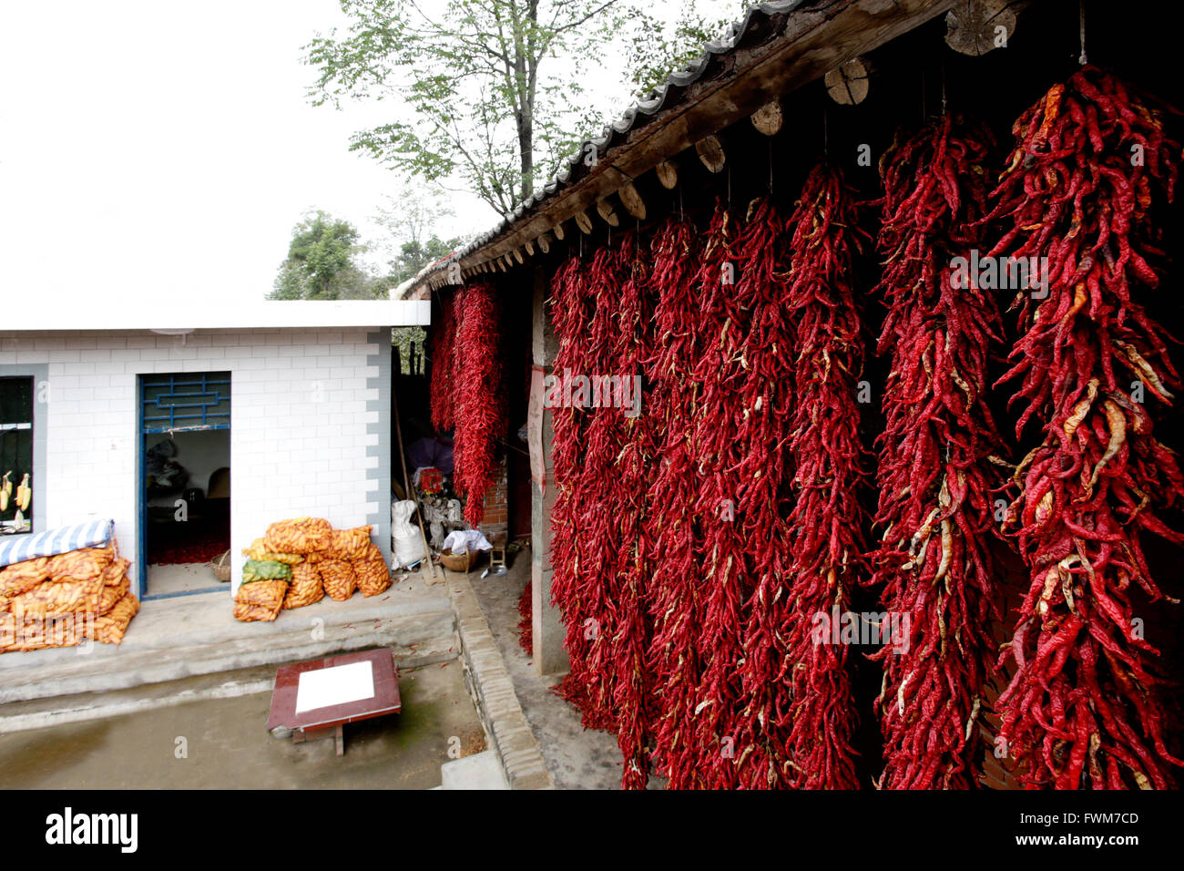 Lushi County of Henan Province dry red pepper,China Stock Photo - Alamy