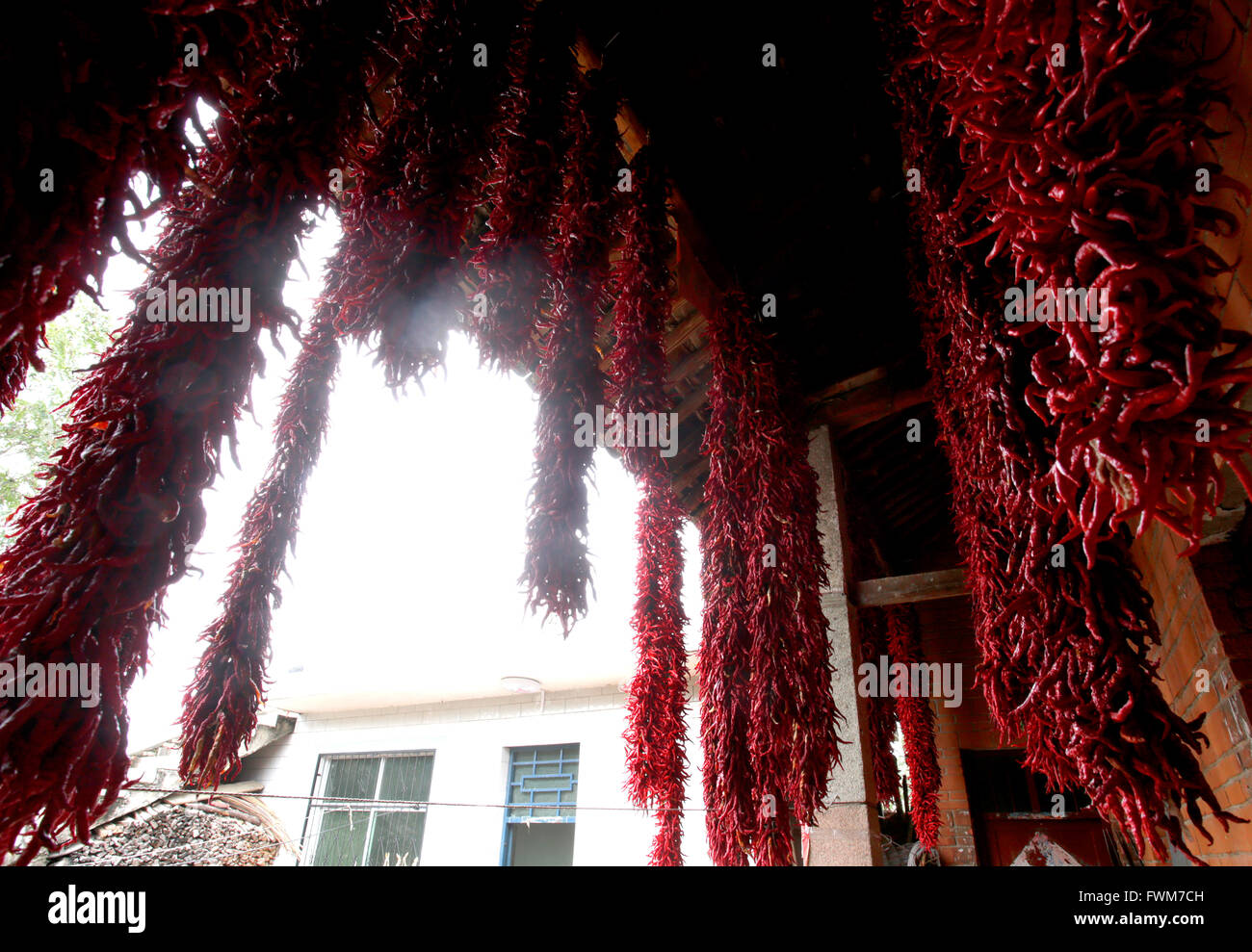 China autumn hanging chili hi-res stock photography and images - Alamy