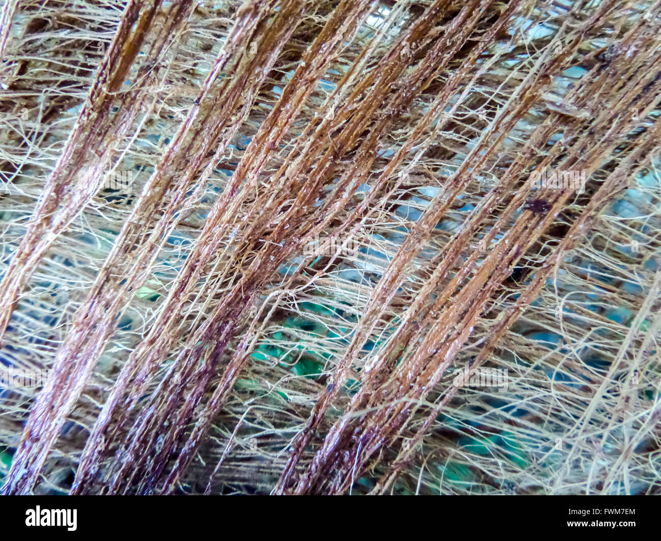 Details of palm tree surface, close up to feature palm Stock Photo - Alamy