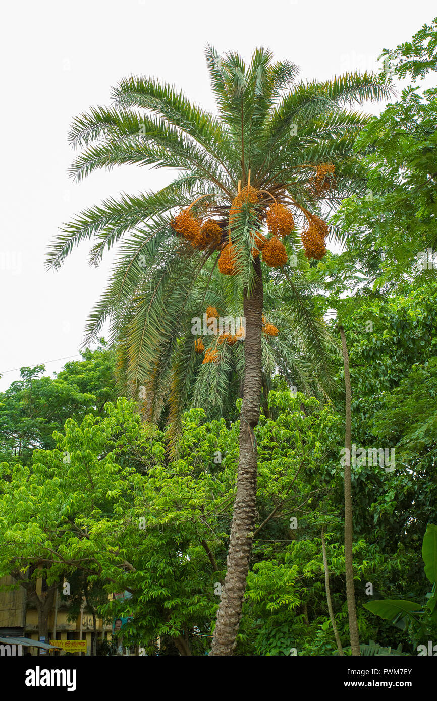 Date palms on the tree in Munshigonj, Dhaka, Bangladesh, Asia ...