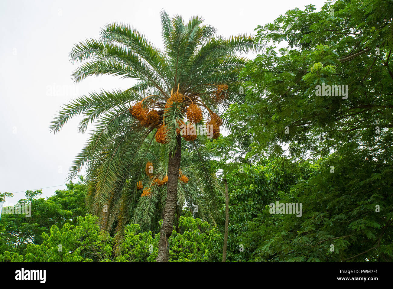 Date palms on the tree in Munshigonj, Dhaka, Bangladesh, Asia ...