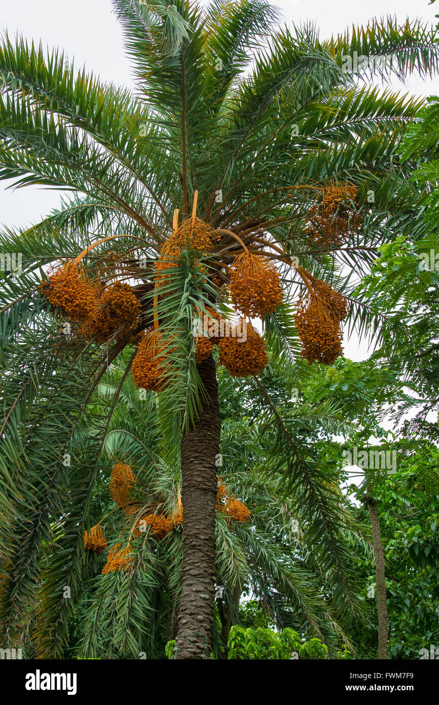 Date palms on the tree in Munshigonj, Dhaka, Bangladesh, Asia ...
