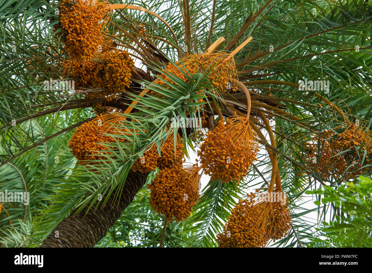 Date palms on the tree in Munshigonj, Dhaka, Bangladesh, Asia ...