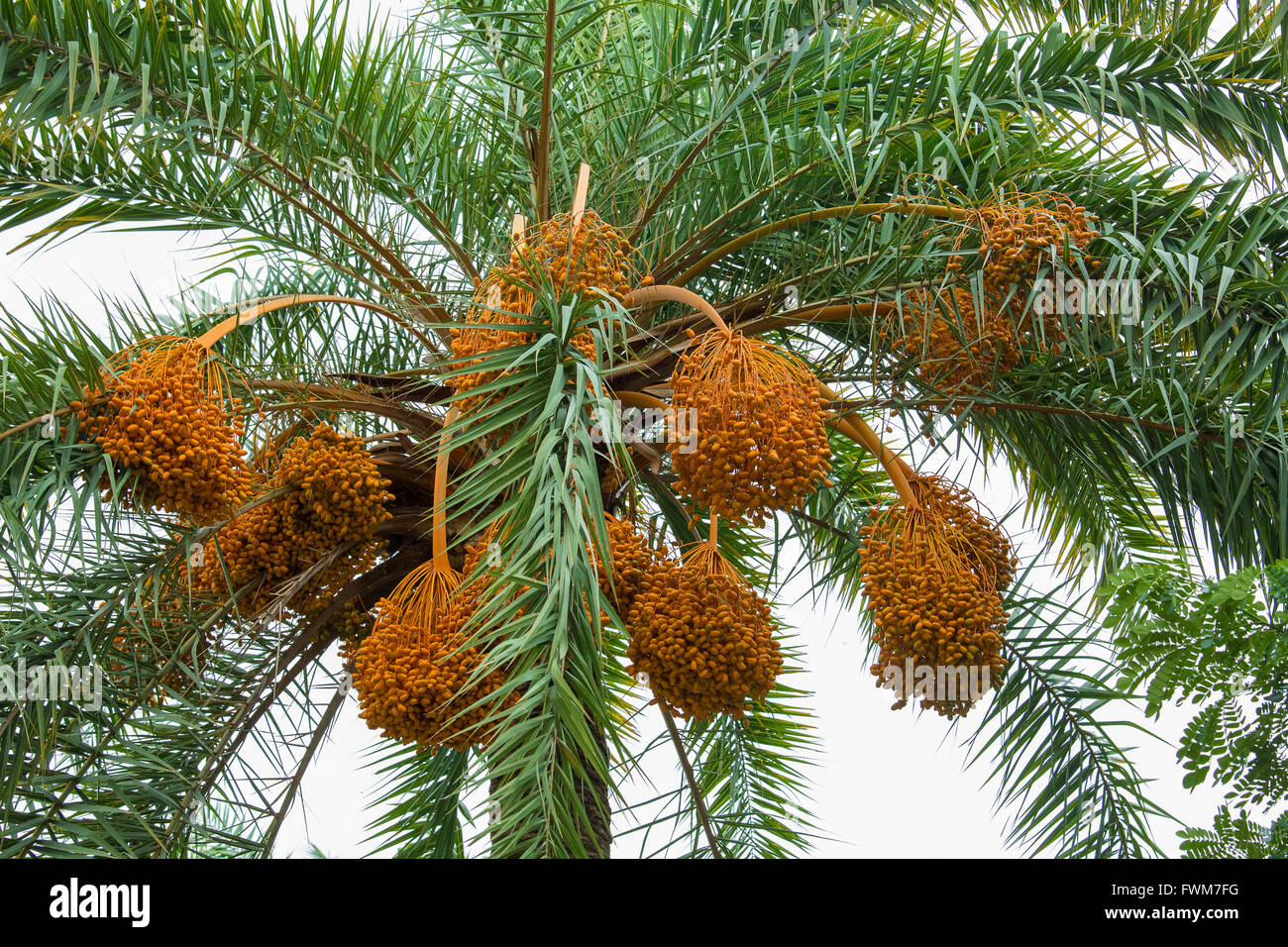 Brightly coloured dates hi-res stock photography and images - Alamy