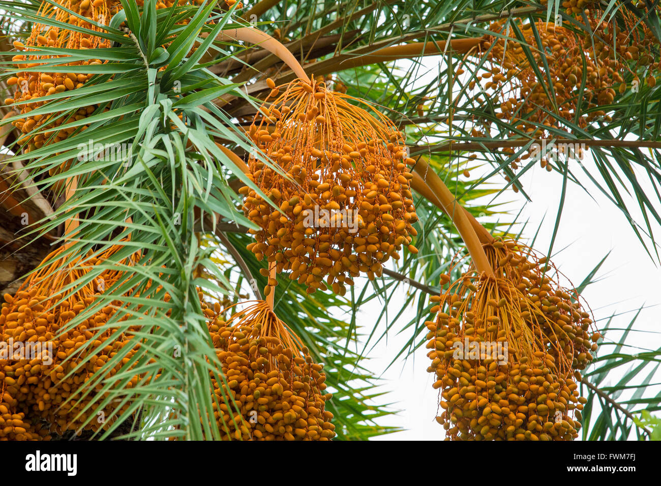 Date palms on the tree in Munshigonj, Dhaka, Bangladesh, Asia ...