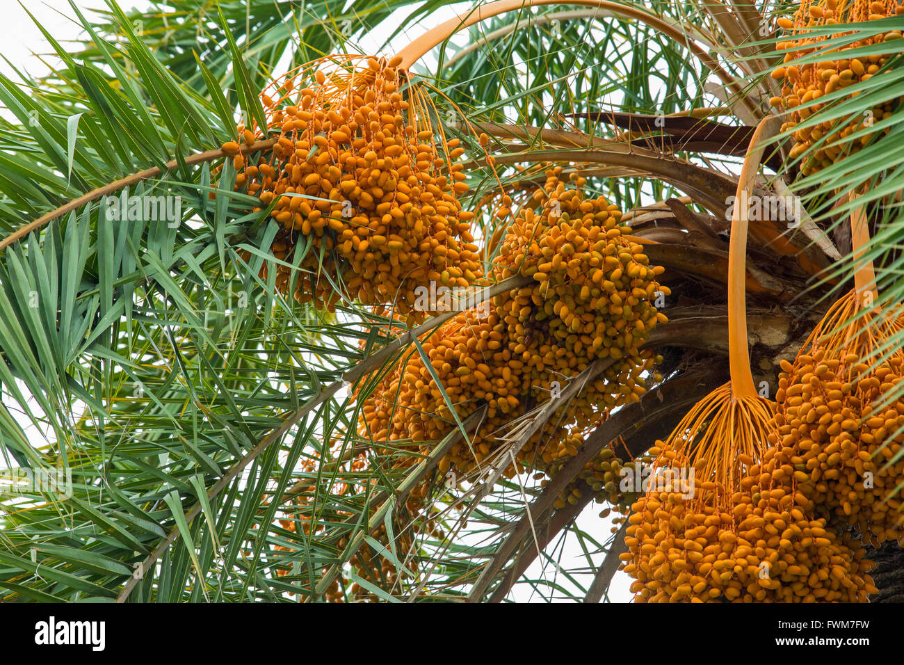 Brightly coloured dates hi-res stock photography and images - Alamy