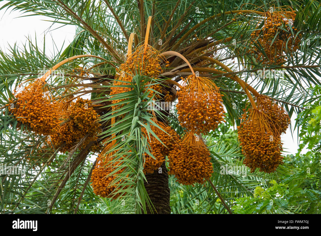 What Is The National Tree Of Bangladesh at Larry Schwartz blog