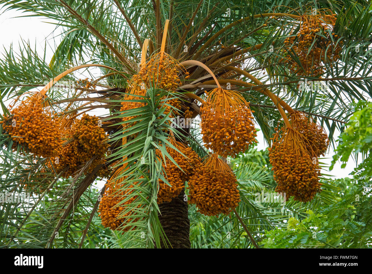 Date plam tree hi-res stock photography and images - Alamy