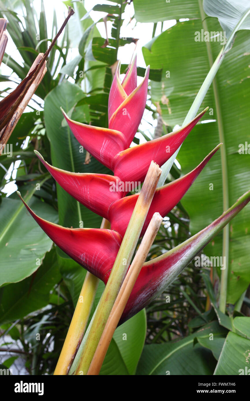 Heliconia species in Waimea Valley (Oahu Stock Photo - Alamy