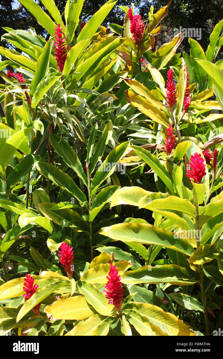 Red Ginger on Oahu island Stock Photo - Alamy