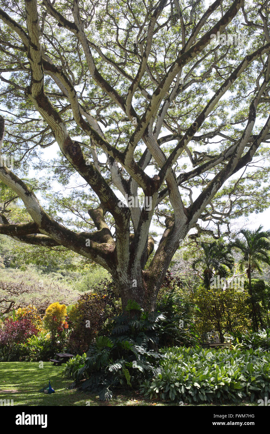 Hawaiian greenery hi-res stock photography and images - Alamy