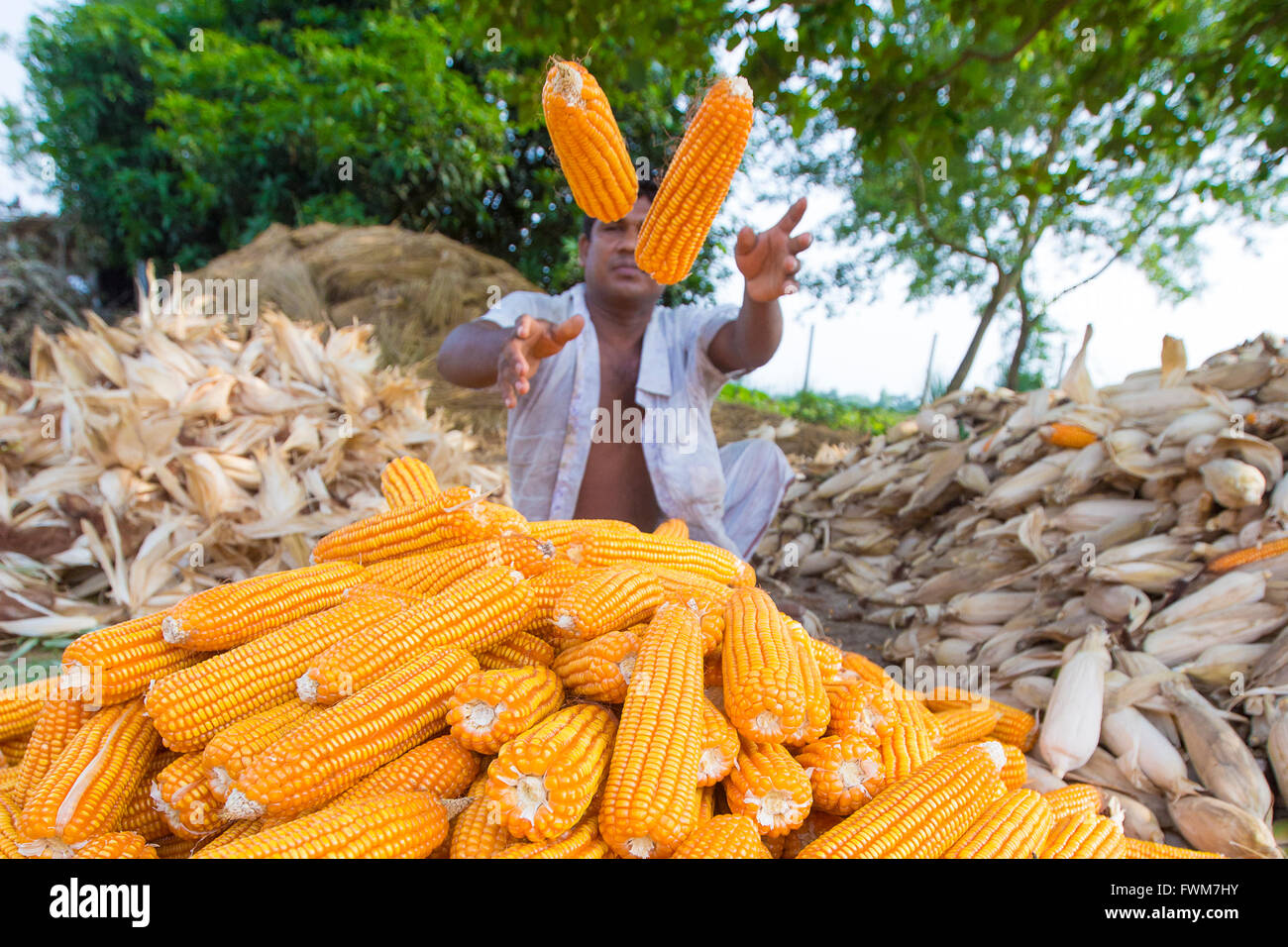 Maize crop, Thakurgaon, Bangladesh. © Jahangir Alam Onuchcha/Alamy Stock Photo - Alamy