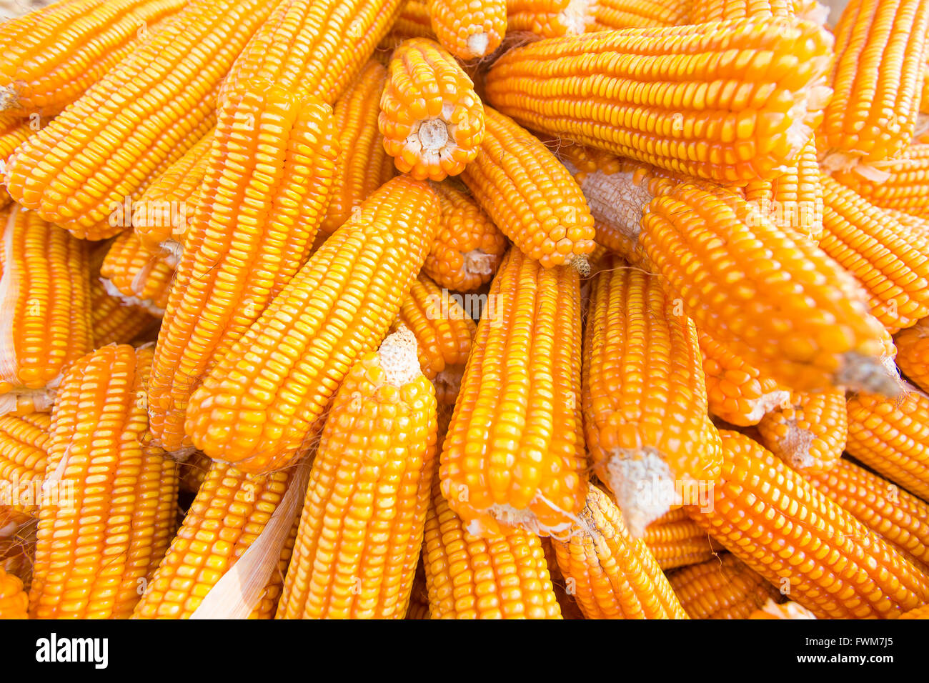 Maize crop, Thakurgaon, Bangladesh. © Jahangir Alam Onuchcha/Alamy Stock Photo - Alamy