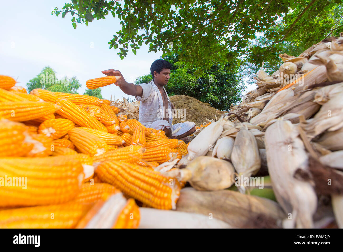 Maize crop, Thakurgaon, Bangladesh. © Jahangir Alam Onuchcha/Alamy Stock Photo - Alamy