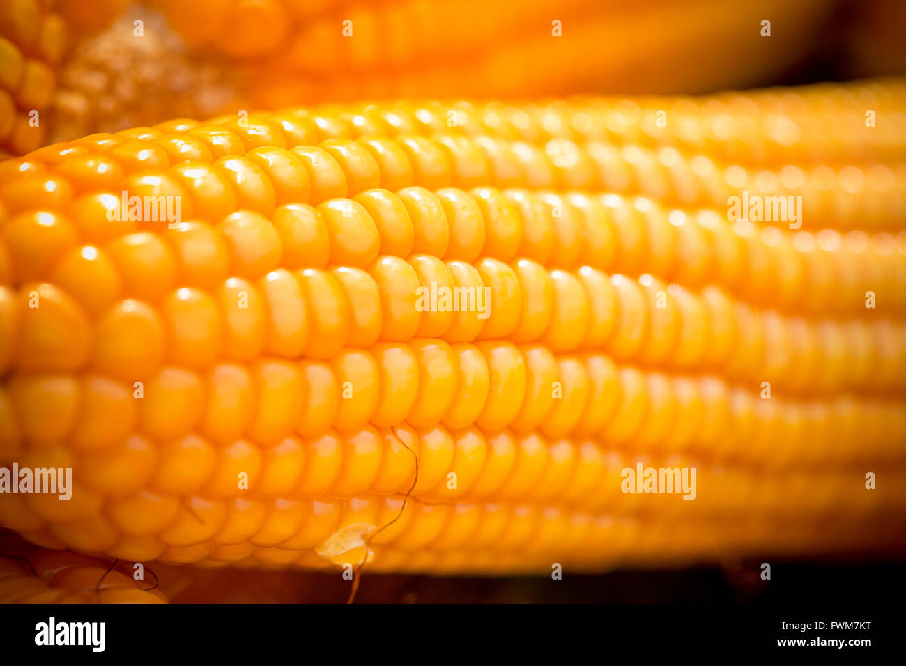 Maize crop, Thakurgaon, Bangladesh. © Jahangir Alam Onuchcha/Alamy Stock Photo - Alamy