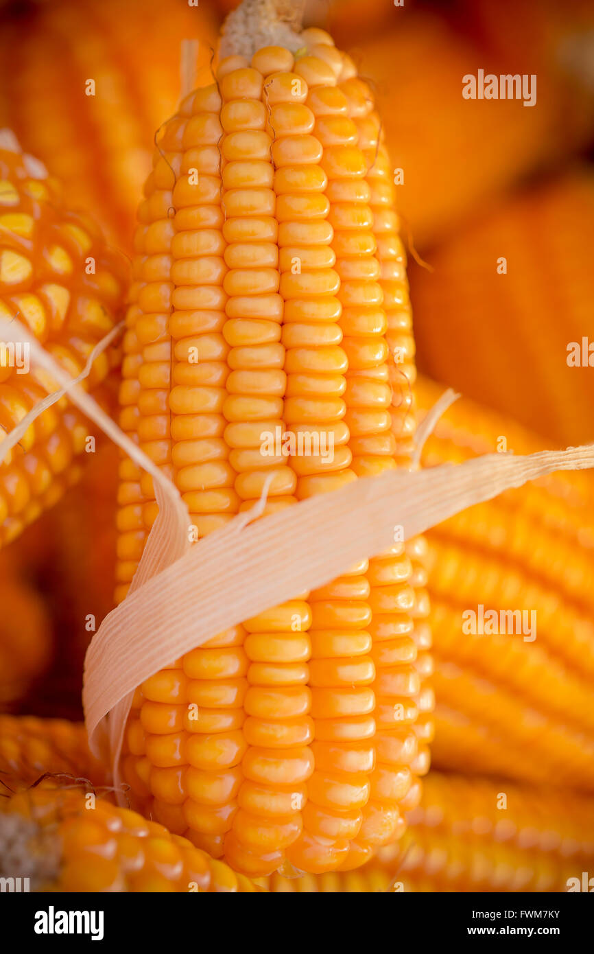 Maize crop, Thakurgaon, Bangladesh. © Jahangir Alam Onuchcha/Alamy Stock Photo - Alamy