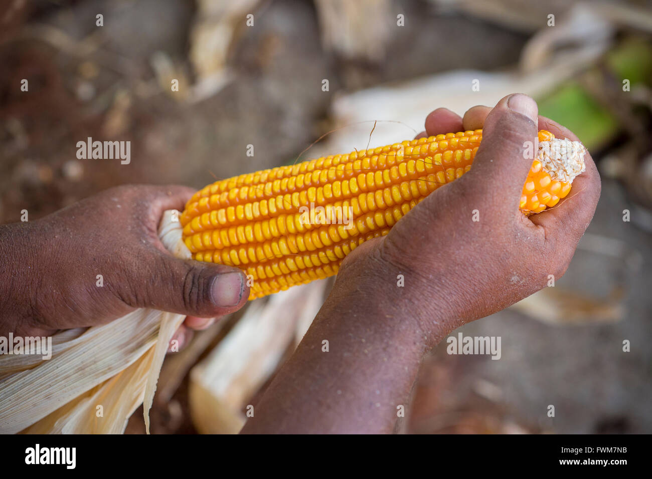 Maize crop, Thakurgaon, Bangladesh. © Jahangir Alam Onuchcha/Alamy Stock Photo - Alamy