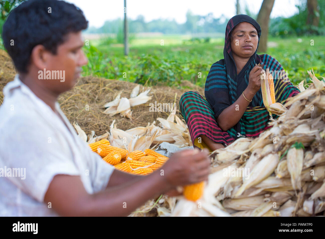 Maize crop, Thakurgaon, Bangladesh. © Jahangir Alam Onuchcha/Alamy Stock Photo - Alamy