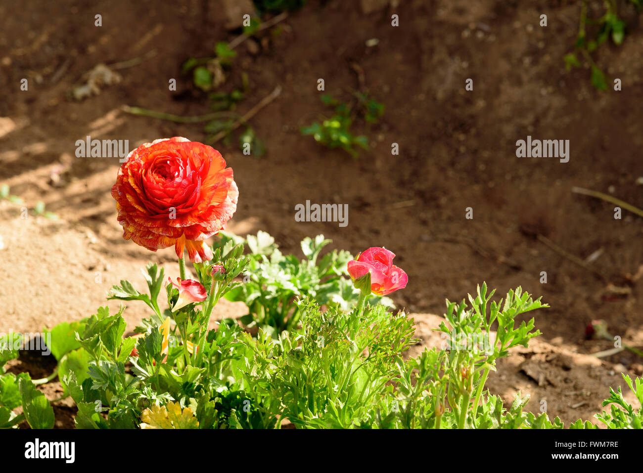 Ariculture hi-res stock photography and images - Alamy