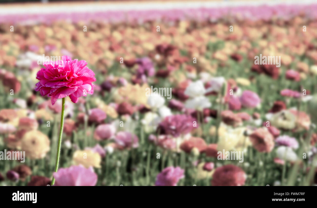 Stand out colors hi-res stock photography and images - Alamy