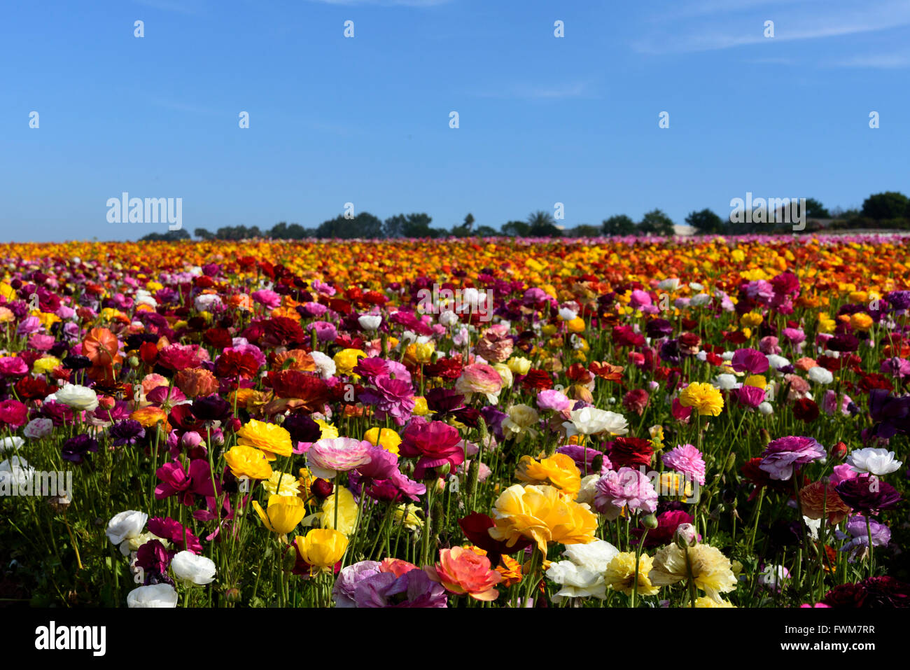Colorful field of flowers (Ranunculus) to the blue horizon Stock Photo ...