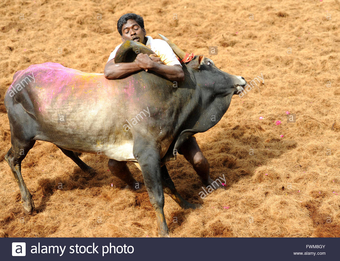 Indian Bull Fight, Jallikattu /taming the bull happens during pongal ...