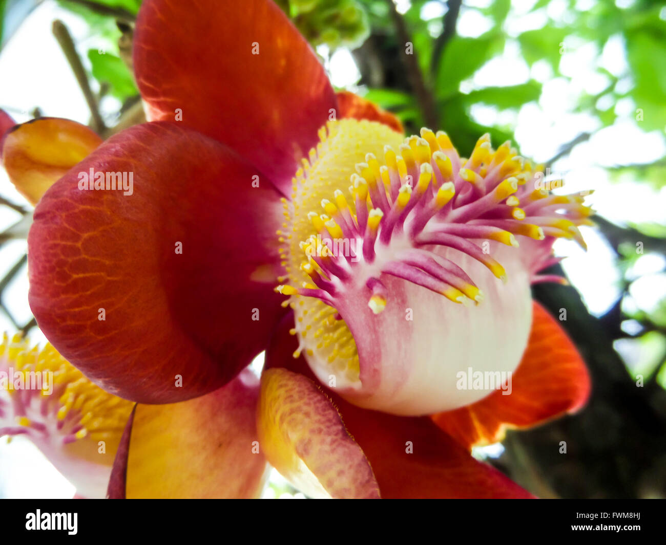 Family lecythidaceae hi-res stock photography and images - Alamy