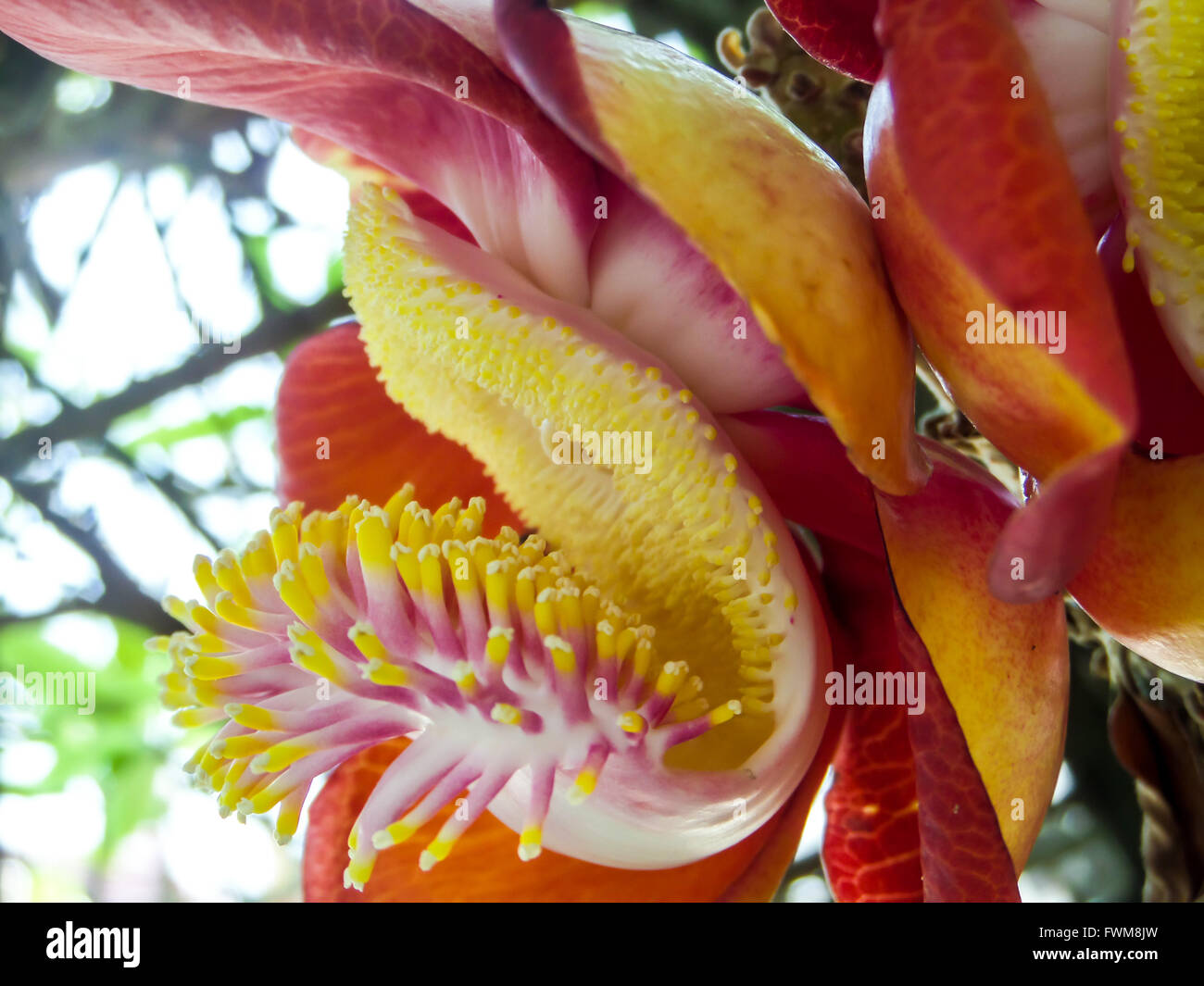 Deciduous tree in the family lecythidaceae hi-res stock photography and ...