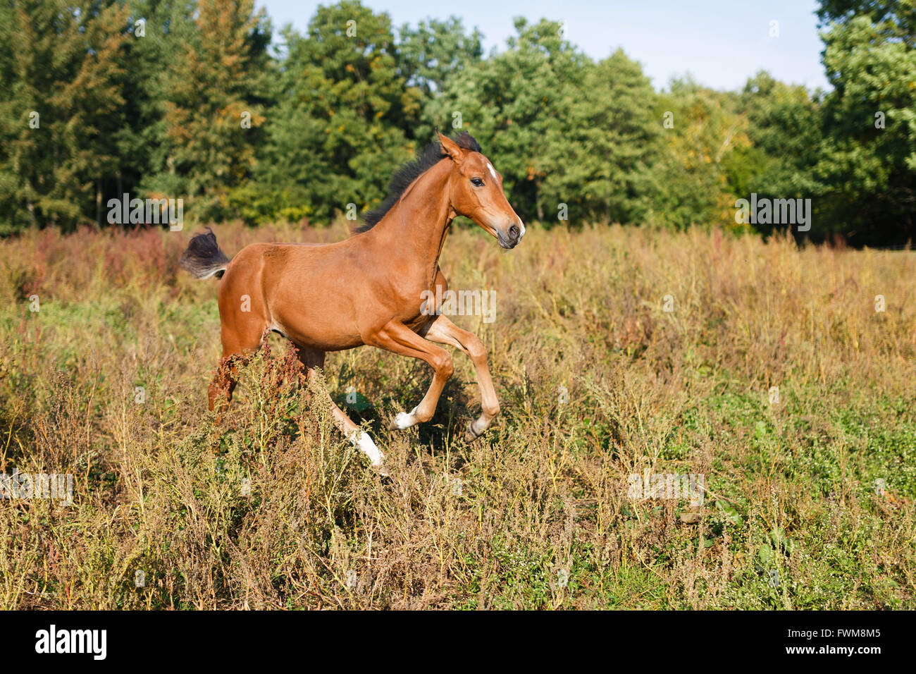 Running stable hi-res stock photography and images - Alamy