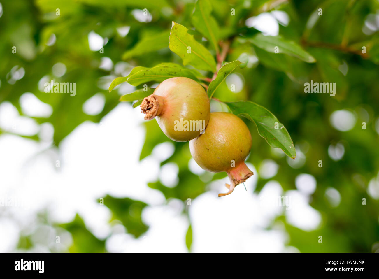 Green pomegranate tree leaf branch hi-res stock photography and images ...