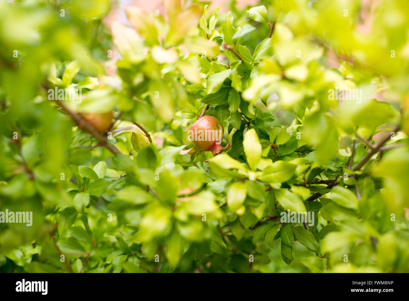 Green pomegranate hi-res stock photography and images - Alamy