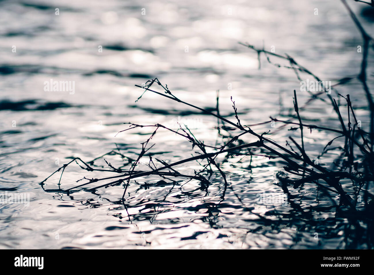 Dead Plant In Water High Resolution Stock Photography and Images - Alamy
