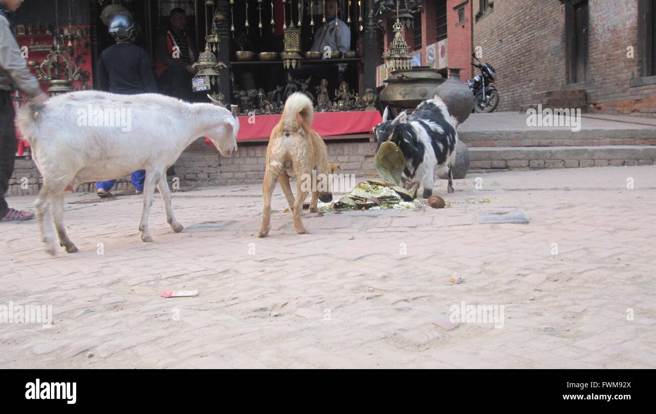 Himalayan goat hi-res stock photography and images - Alamy