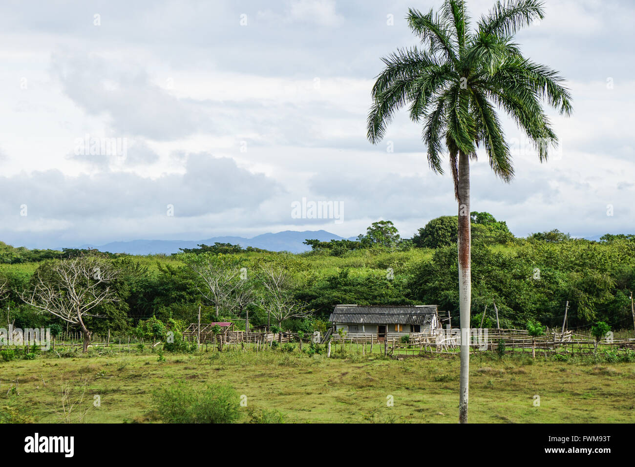 breathtaking panoramic landscape beyond tropical farmland with palm ...