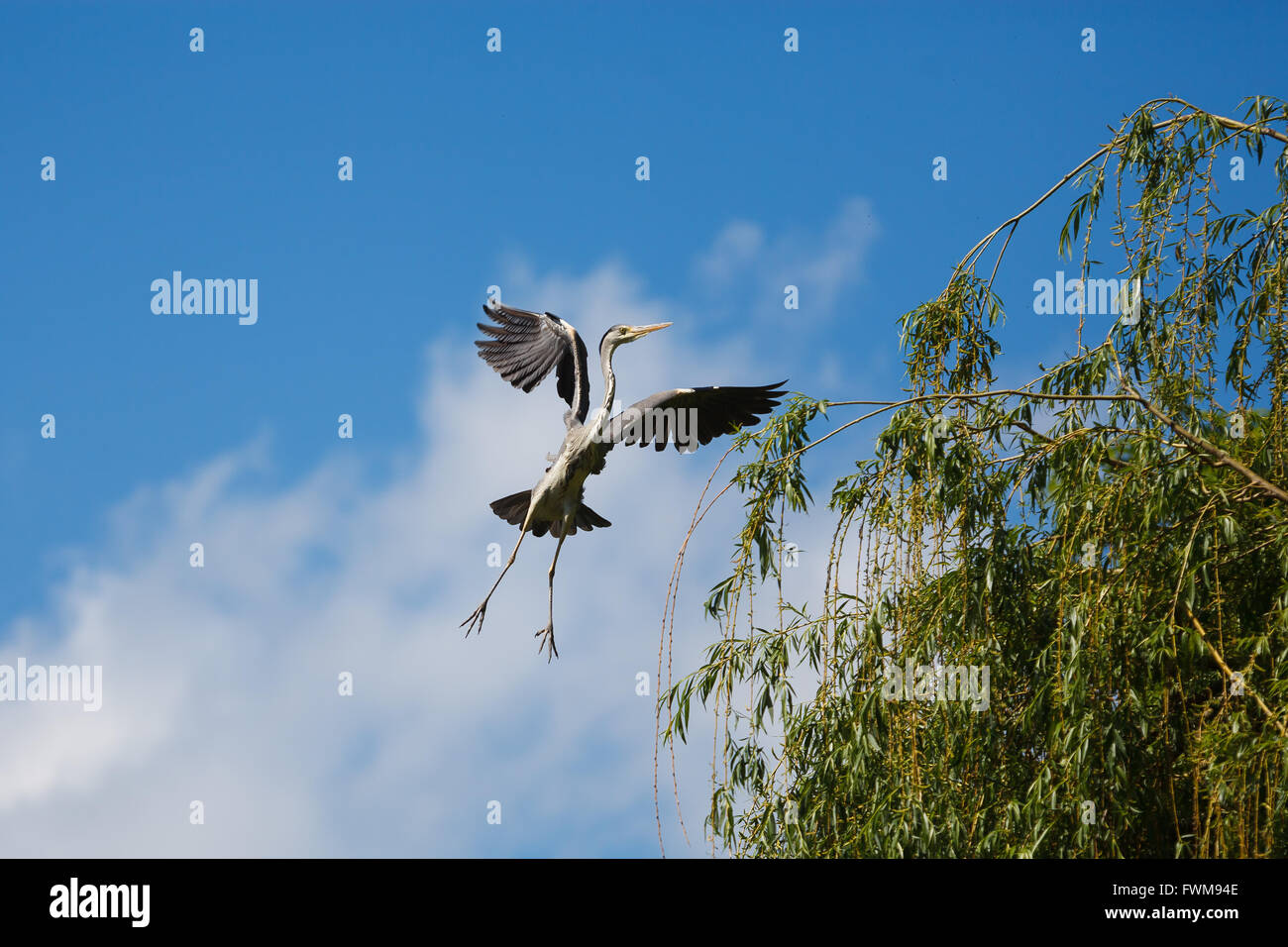 Summer crane hi-res stock photography and images - Alamy