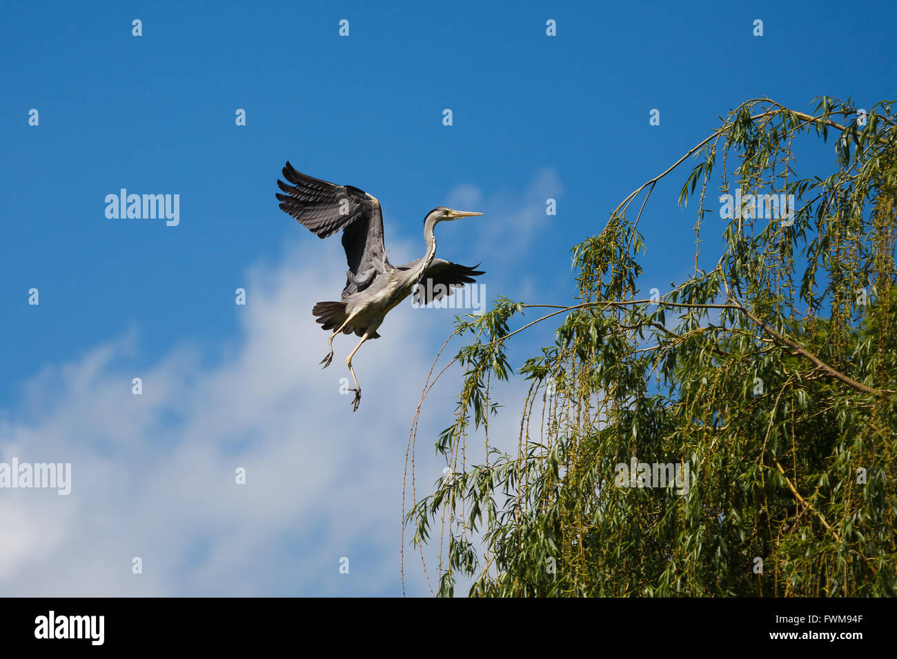 Flying crane hi-res stock photography and images - Alamy