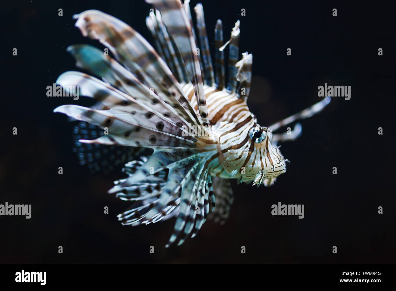 Zebra fish hi-res stock photography and images - Alamy