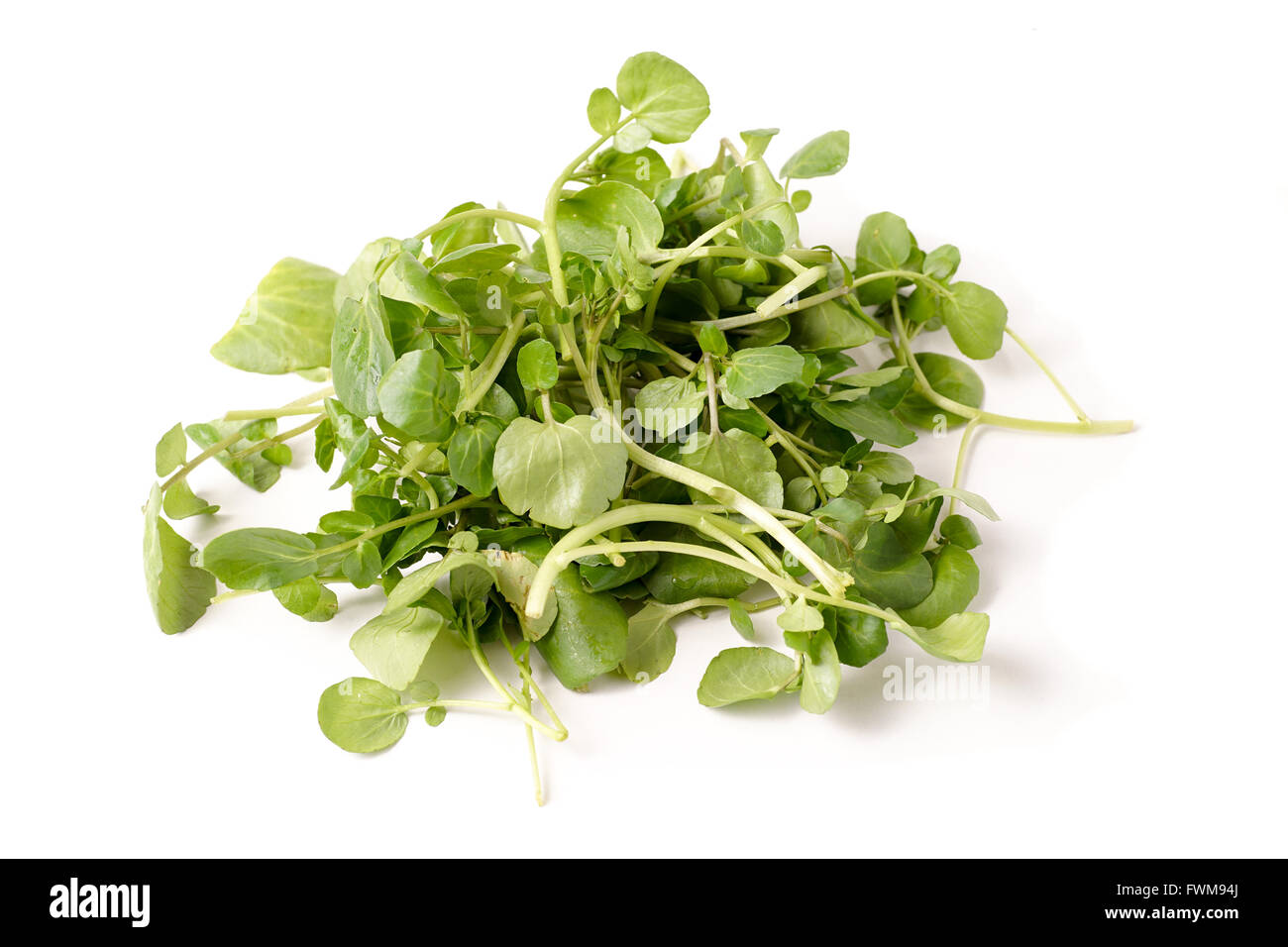Wild watercress hi-res stock photography and images - Alamy