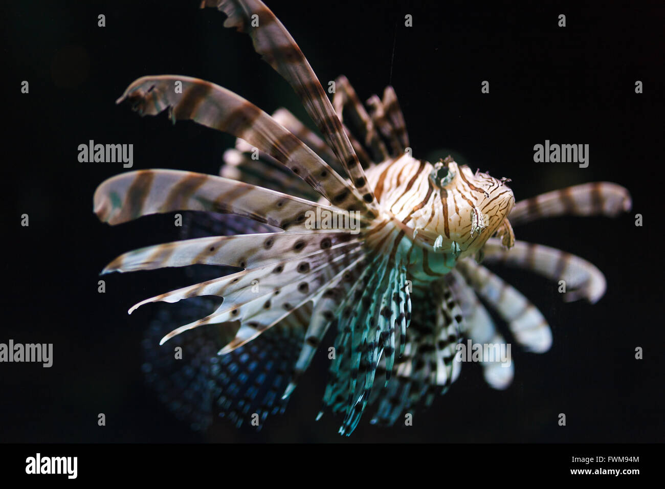 Deep sea fish dark hi-res stock photography and images - Alamy